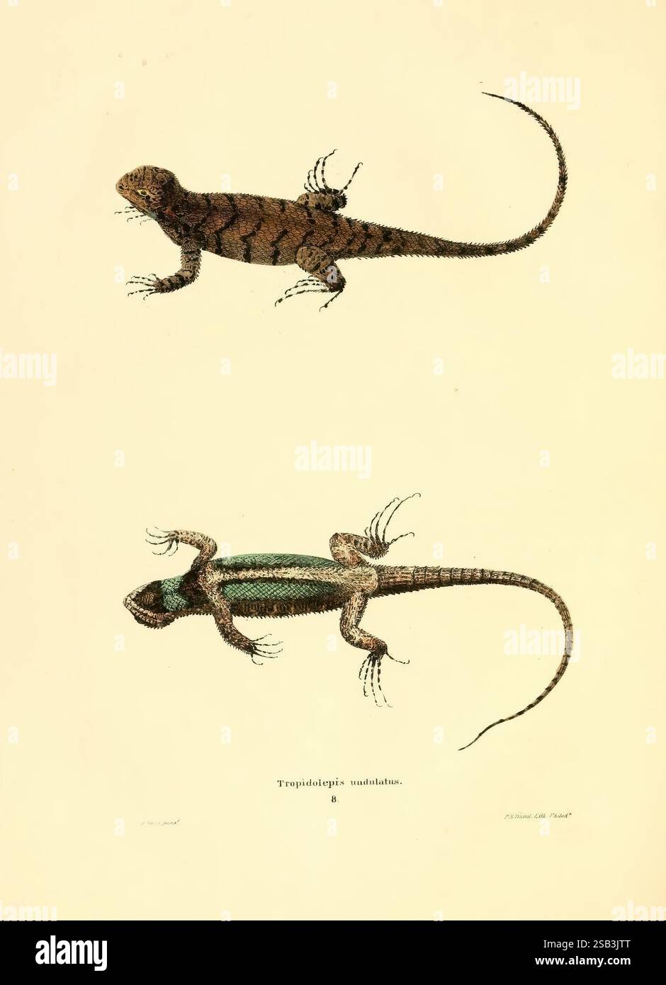 North American herpetology Philadelphia J. Dobson 1836-1840 United ...
