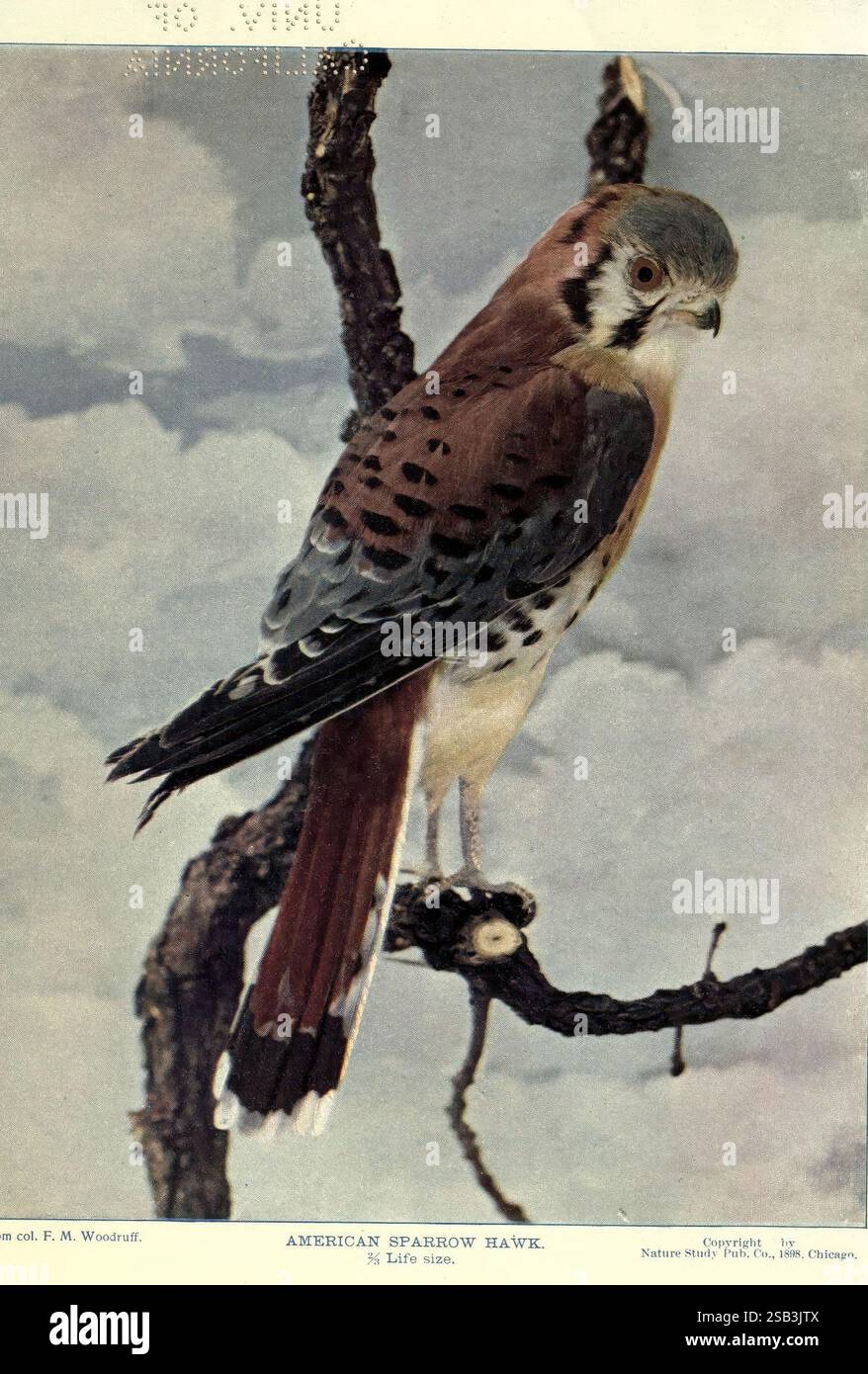 Hawks sharp talons grip hi-res stock photography and images - Alamy