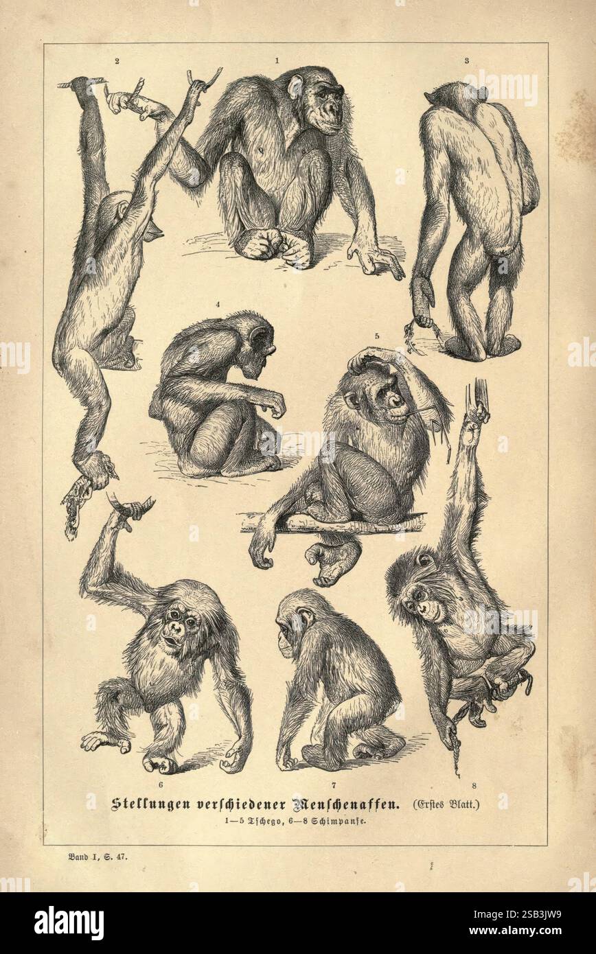 Primates depicted hi-res stock photography and images - Alamy