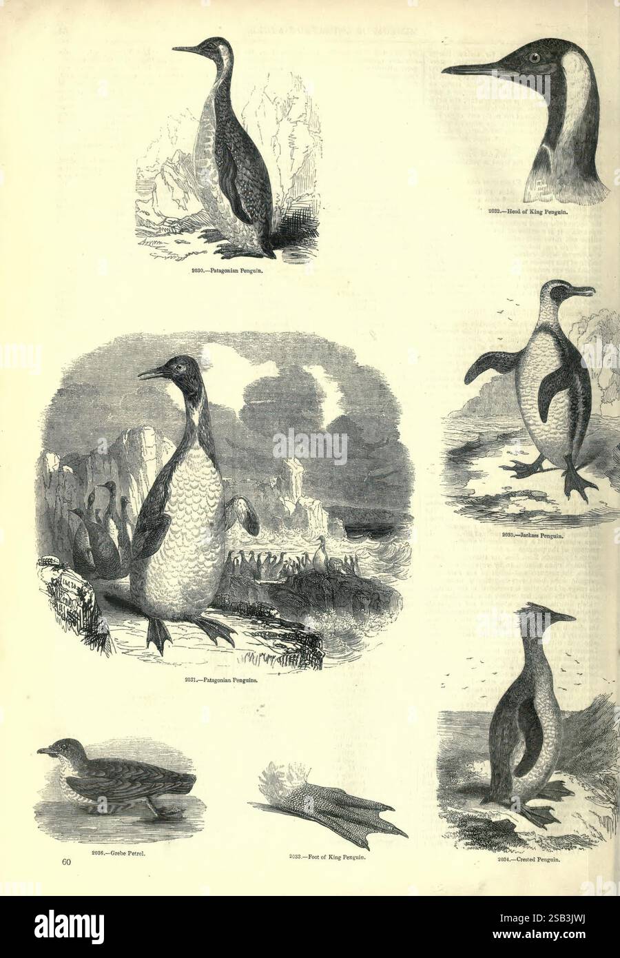 The pictorial museum of animated nature London, C. Cox, [1844 ...