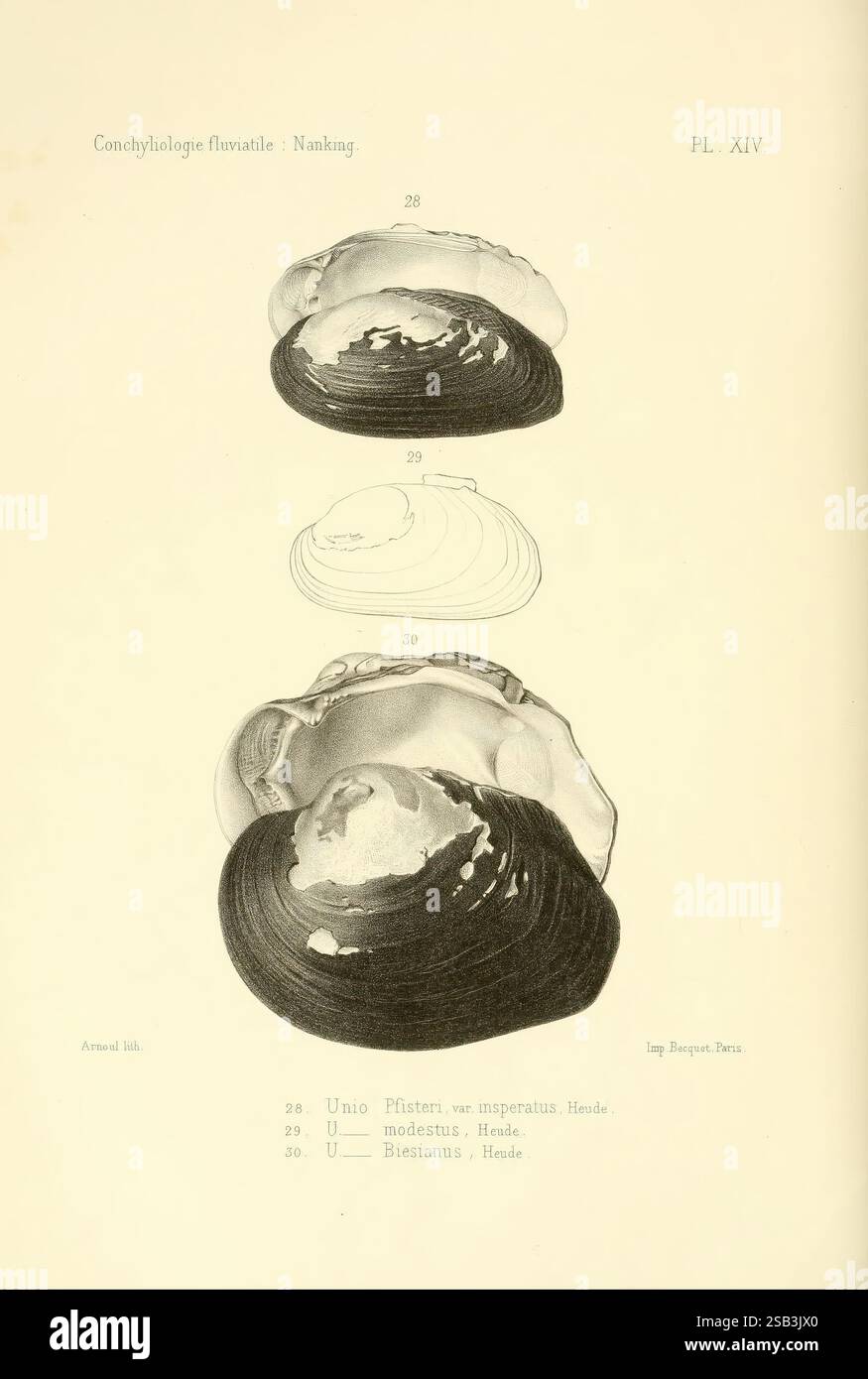 Showcasing three distinct specimens labeled hi-res stock photography ...