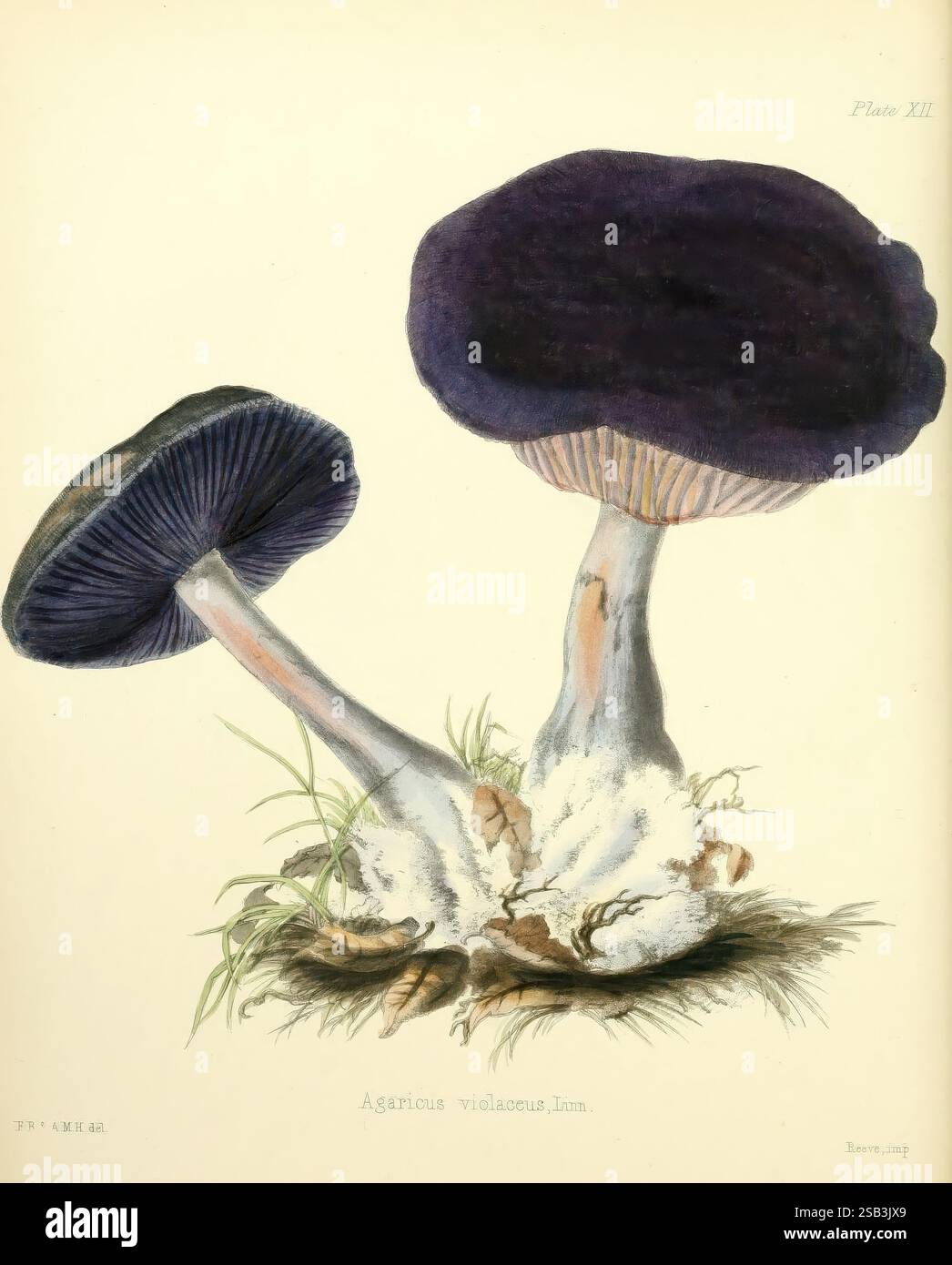 Illustrations of British Mycology, London, Reeve, Benham and Reeve ...
