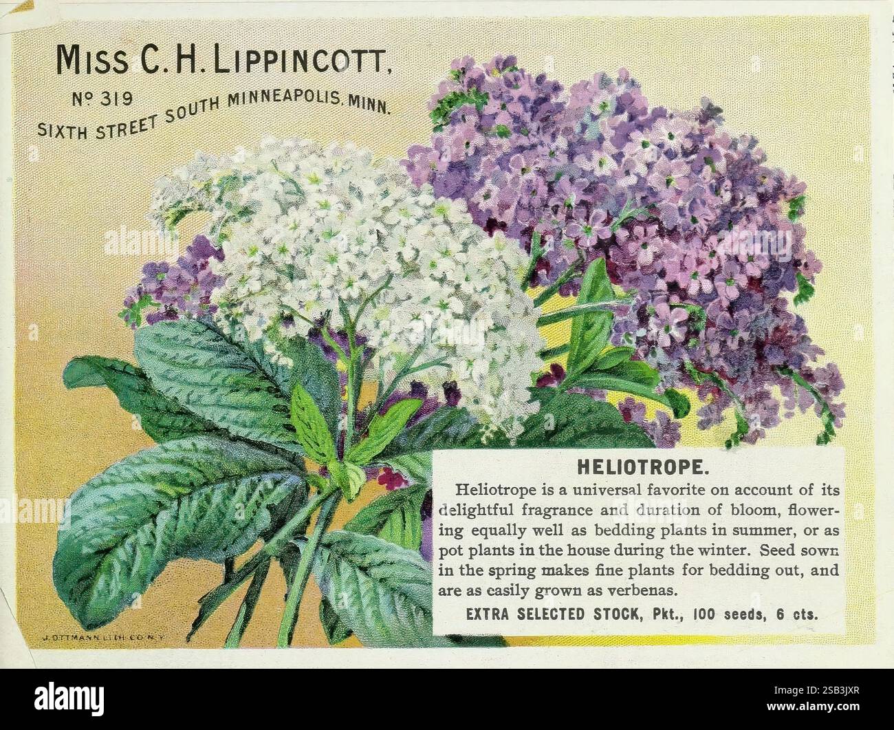 Miss heliotrope hi-res stock photography and images - Alamy