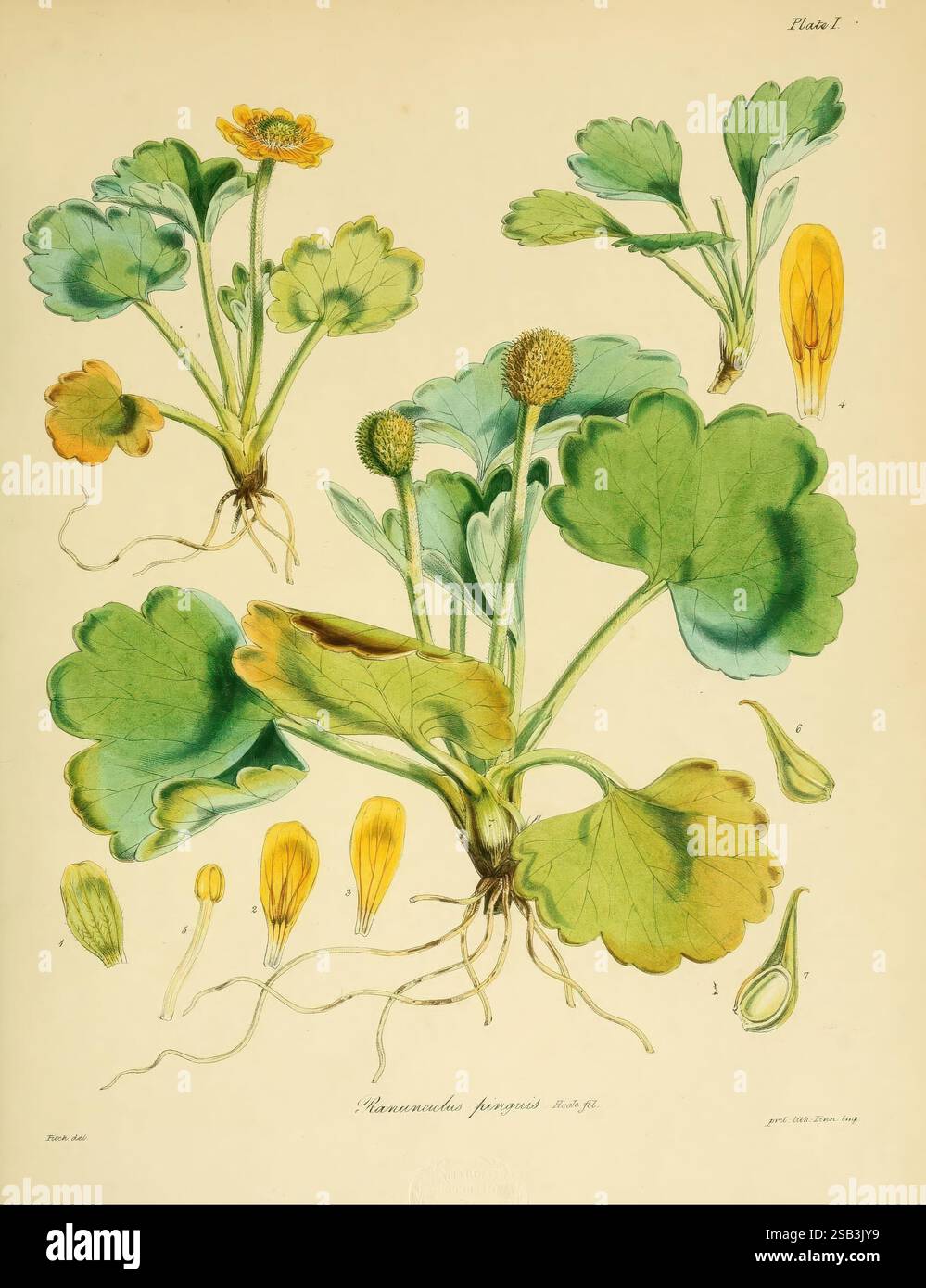 Features detailed depictions of flower anatomy hi-res stock photography ...