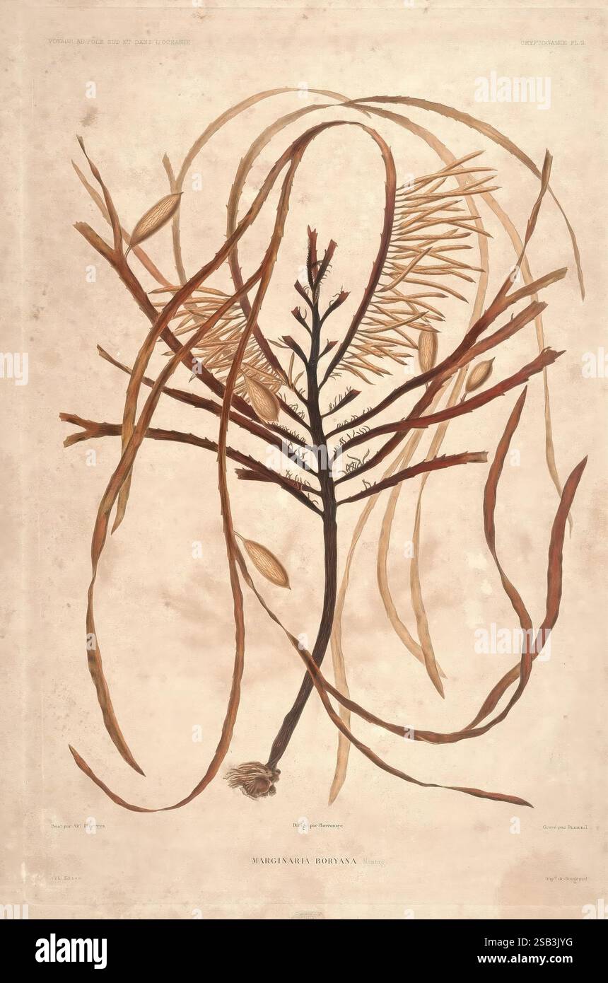 Complexity of underwater plant life hi-res stock photography and images ...