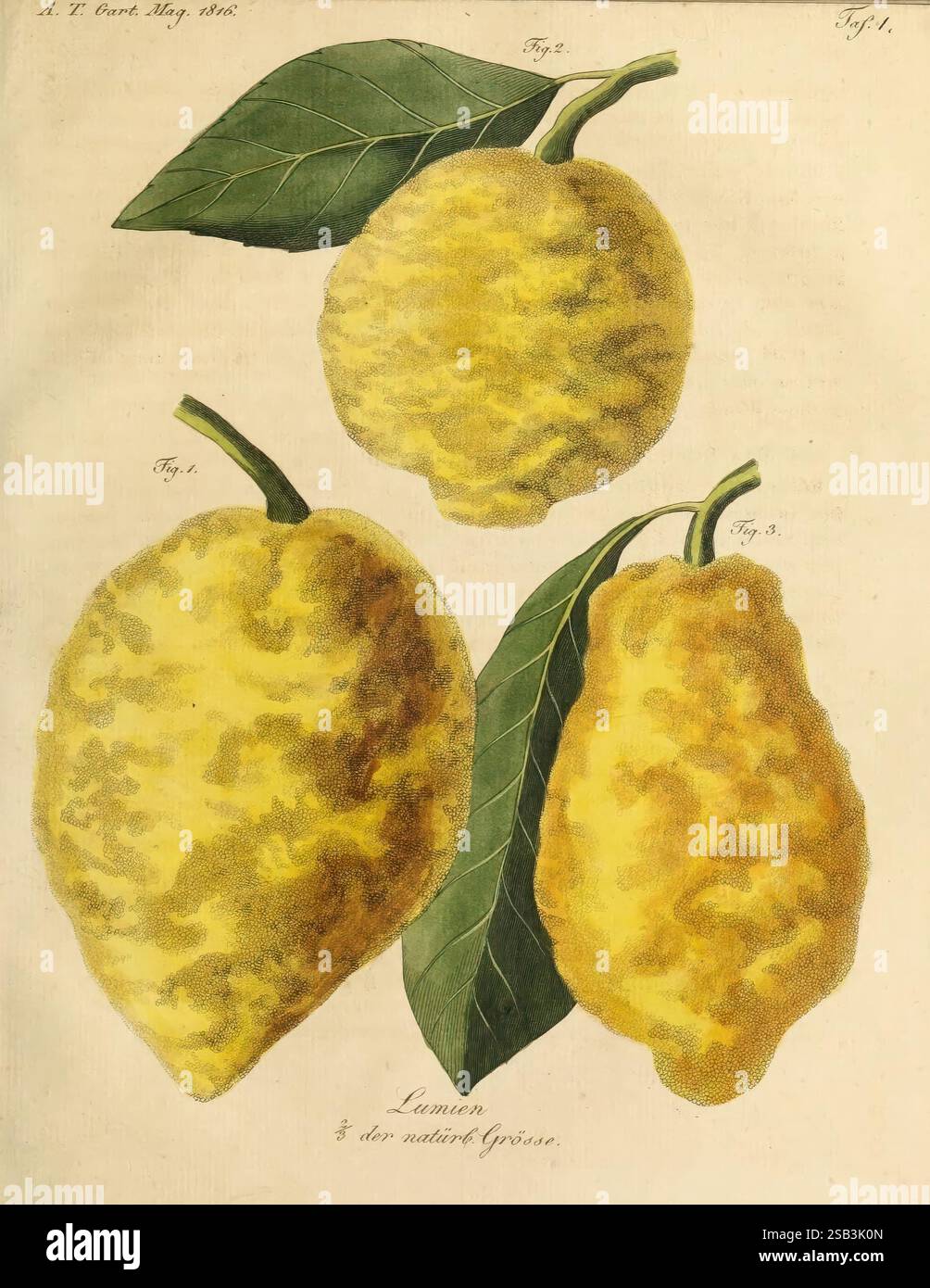 Lemons unique characteristics hi-res stock photography and images - Alamy