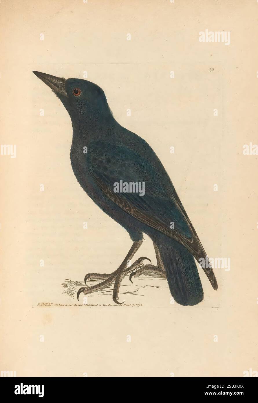 The birds of Great Britain, 1795-1801, Museum of Comparative Zoology ...