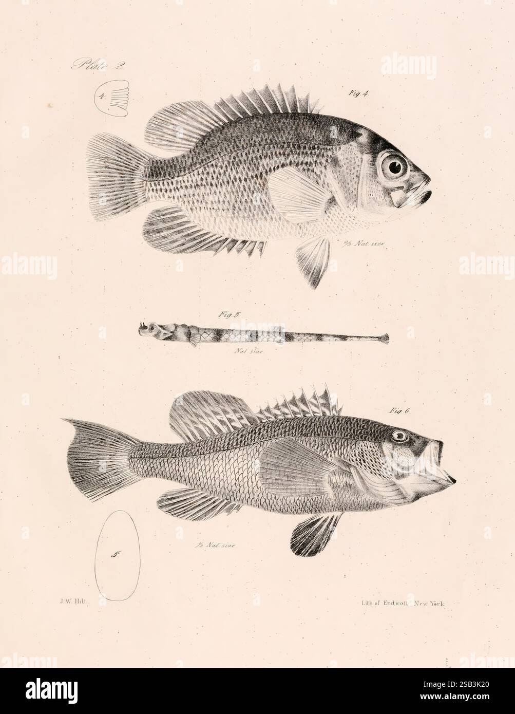 Structure of a fish scale hi-res stock photography and images - Alamy