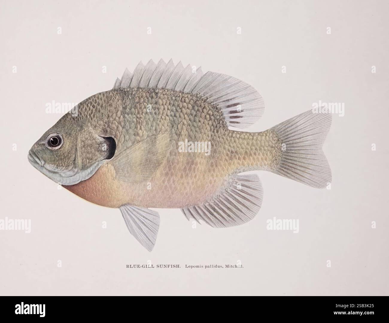 Bluegill illinois hi-res stock photography and images - Alamy