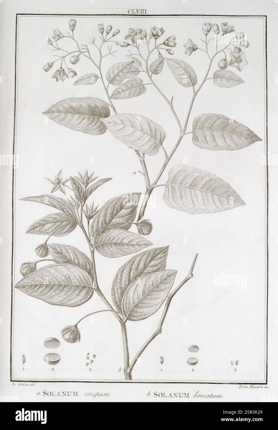 Flora Peruviana, et Chilensis, sive, Descriptiones et icones plantarum ...