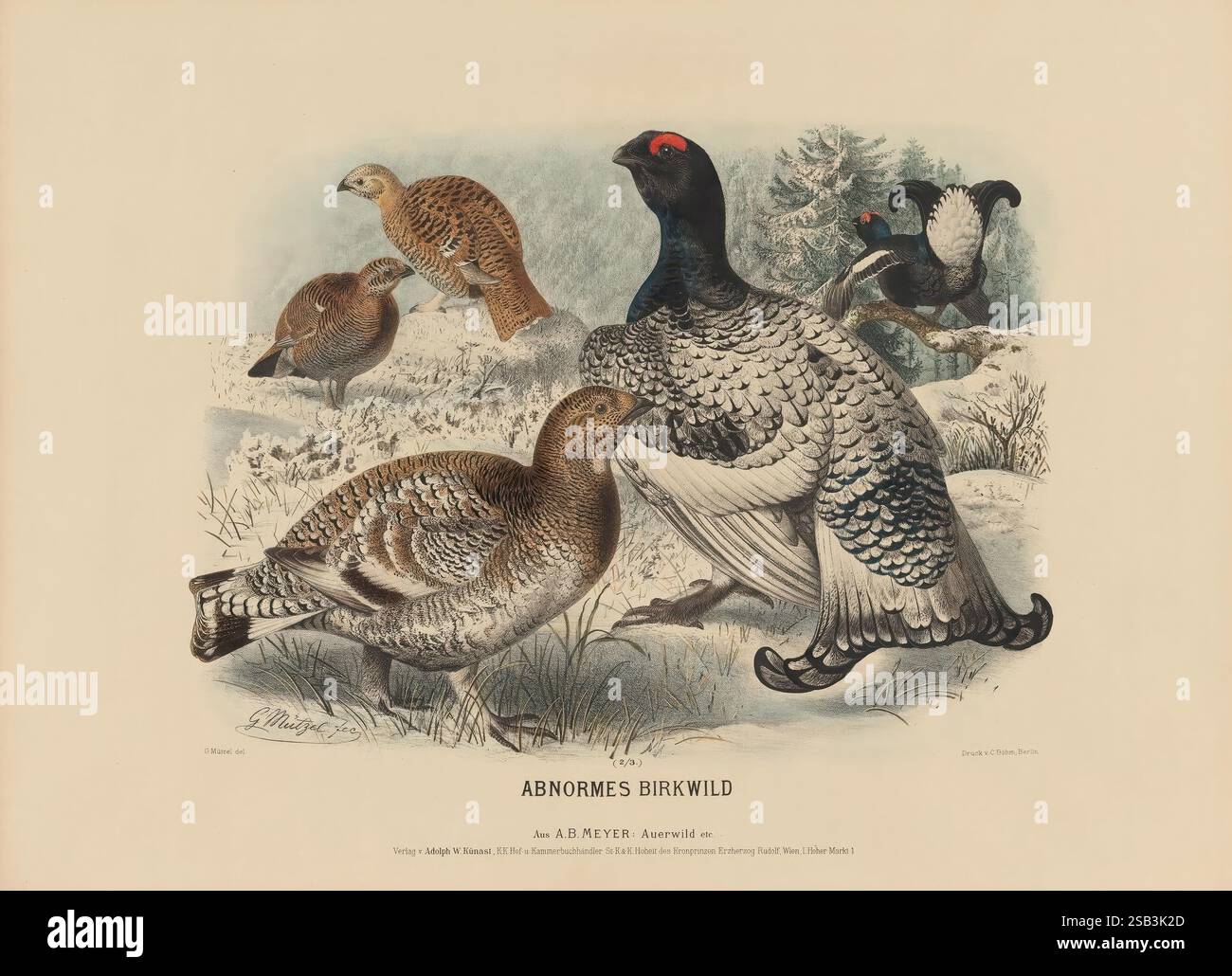 Faint tree lines hi-res stock photography and images - Alamy