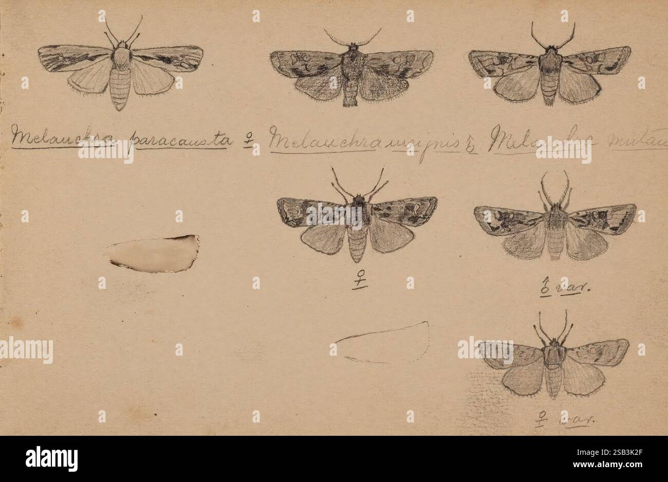 Three moths labeled hi-res stock photography and images - Alamy