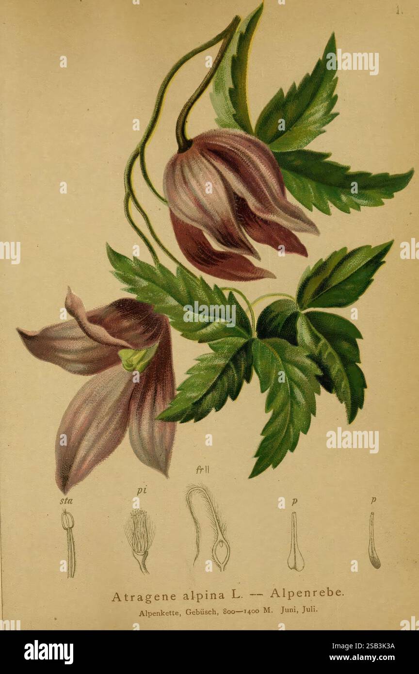 Atlas der Alpenflora, v.1. Wien, Alpenvereins, 1882, alps, atlases ...