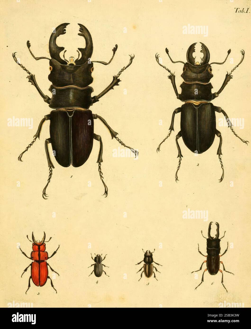 First stag beetle hi-res stock photography and images - Alamy