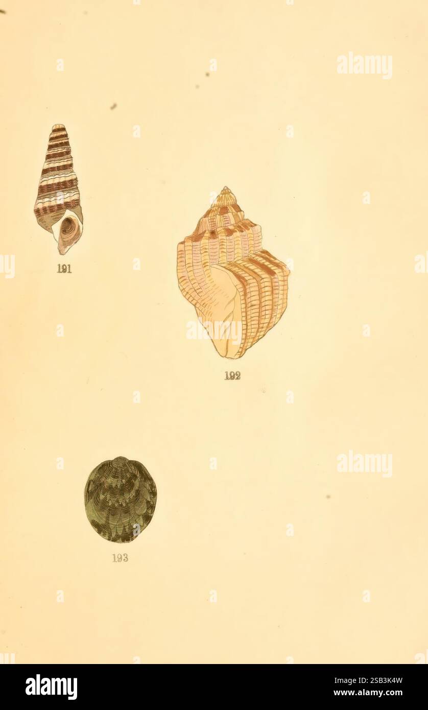 Pictorial works shells nutmeg hi-res stock photography and images - Alamy