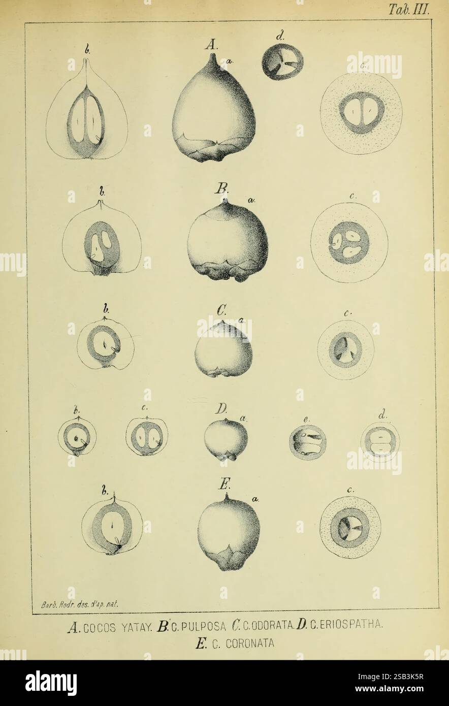 Various seed pod structures hi-res stock photography and images - Alamy