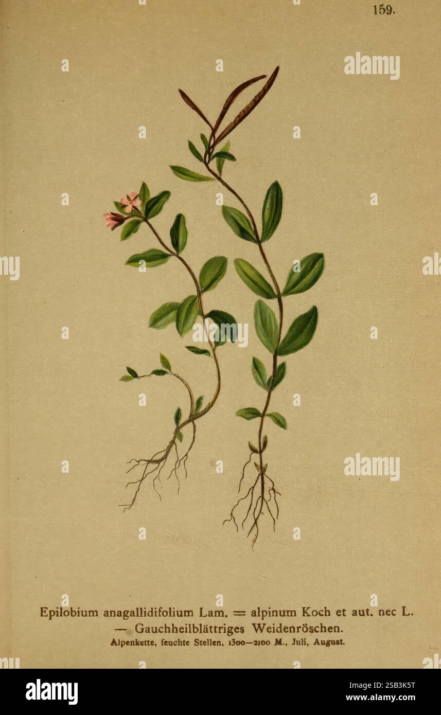 Plants characteristic smooth leaves hi-res stock photography and images ...