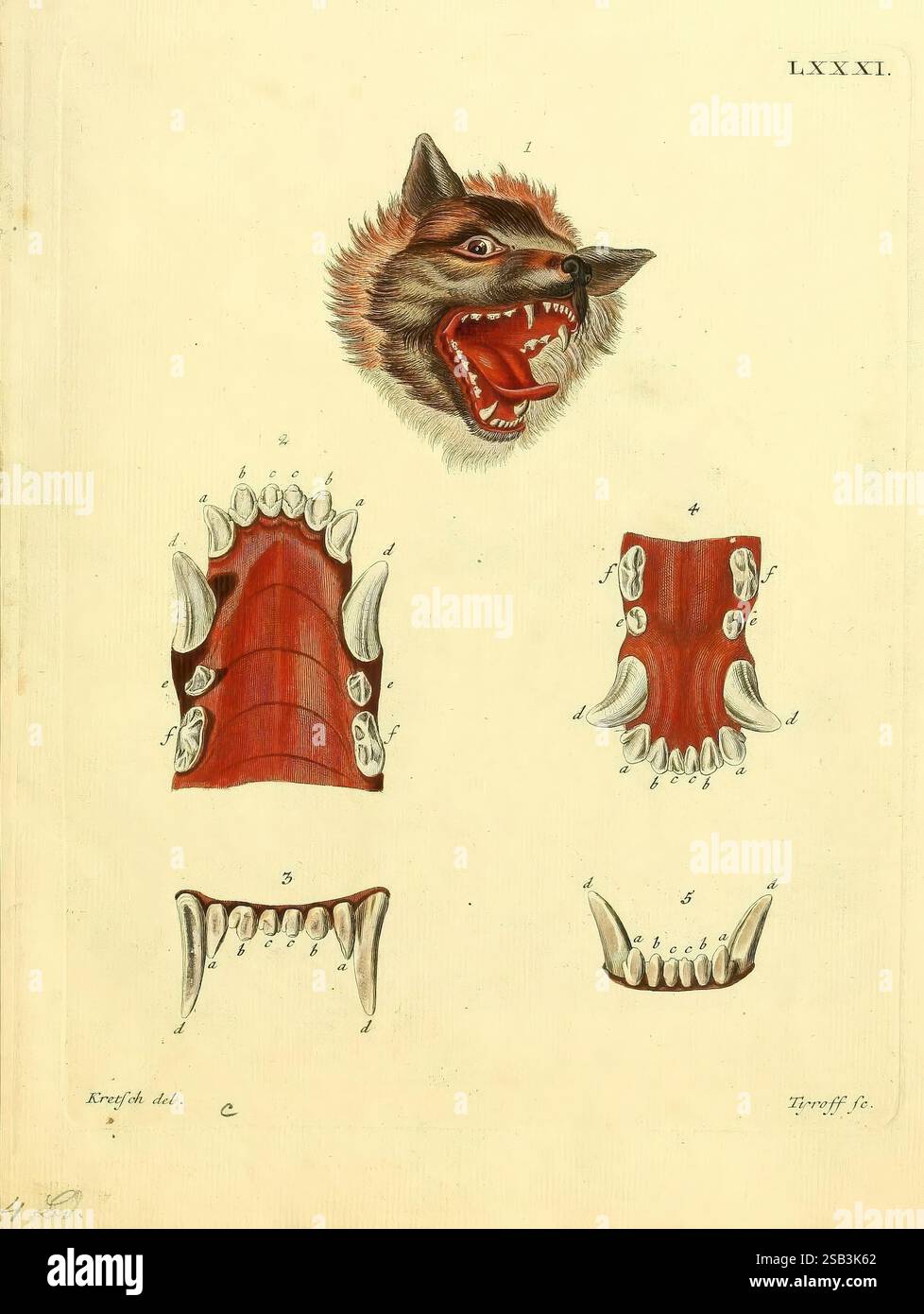 Wolfs dental anatomy hi-res stock photography and images - Alamy