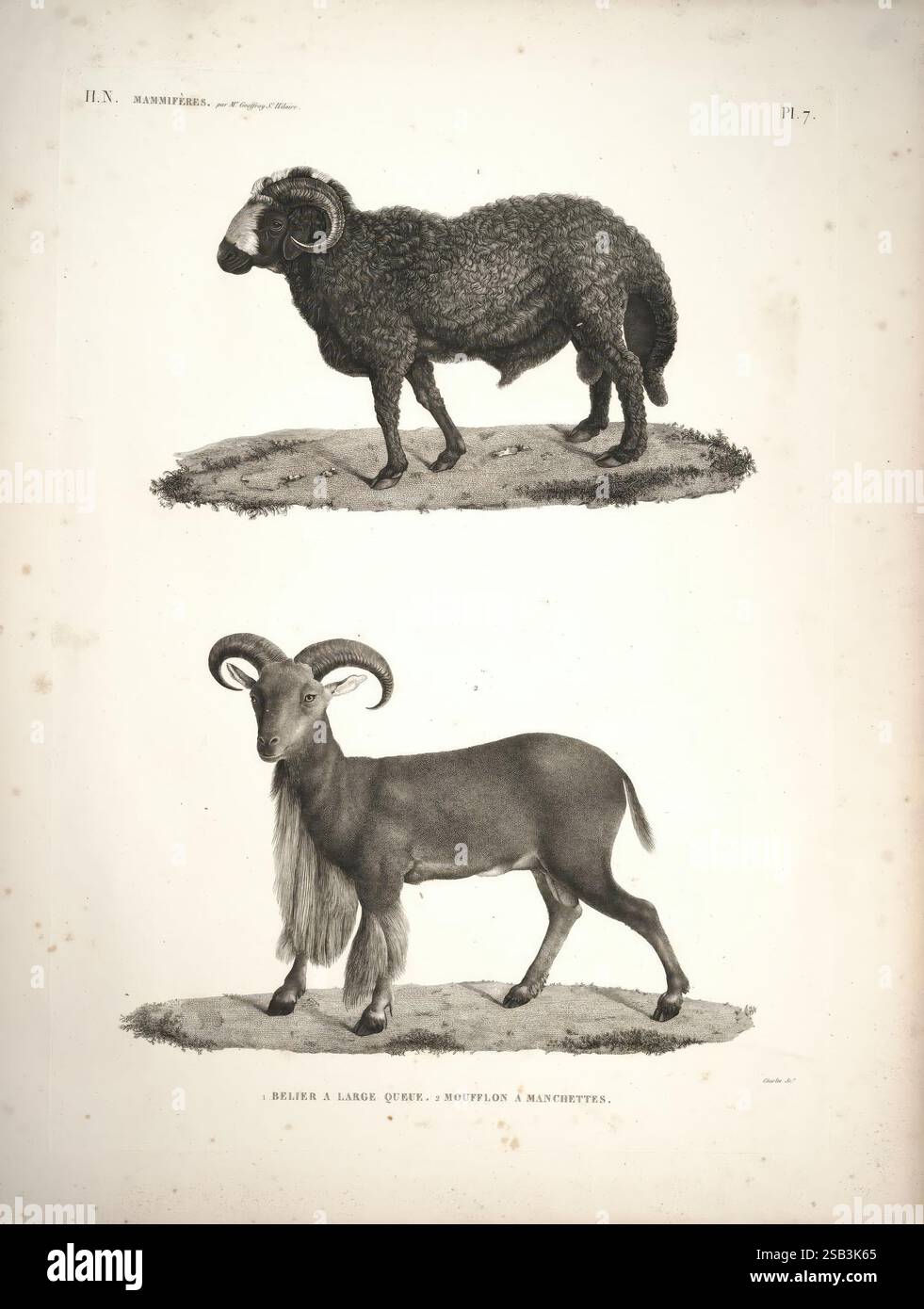 Ram showcases hi-res stock photography and images - Alamy