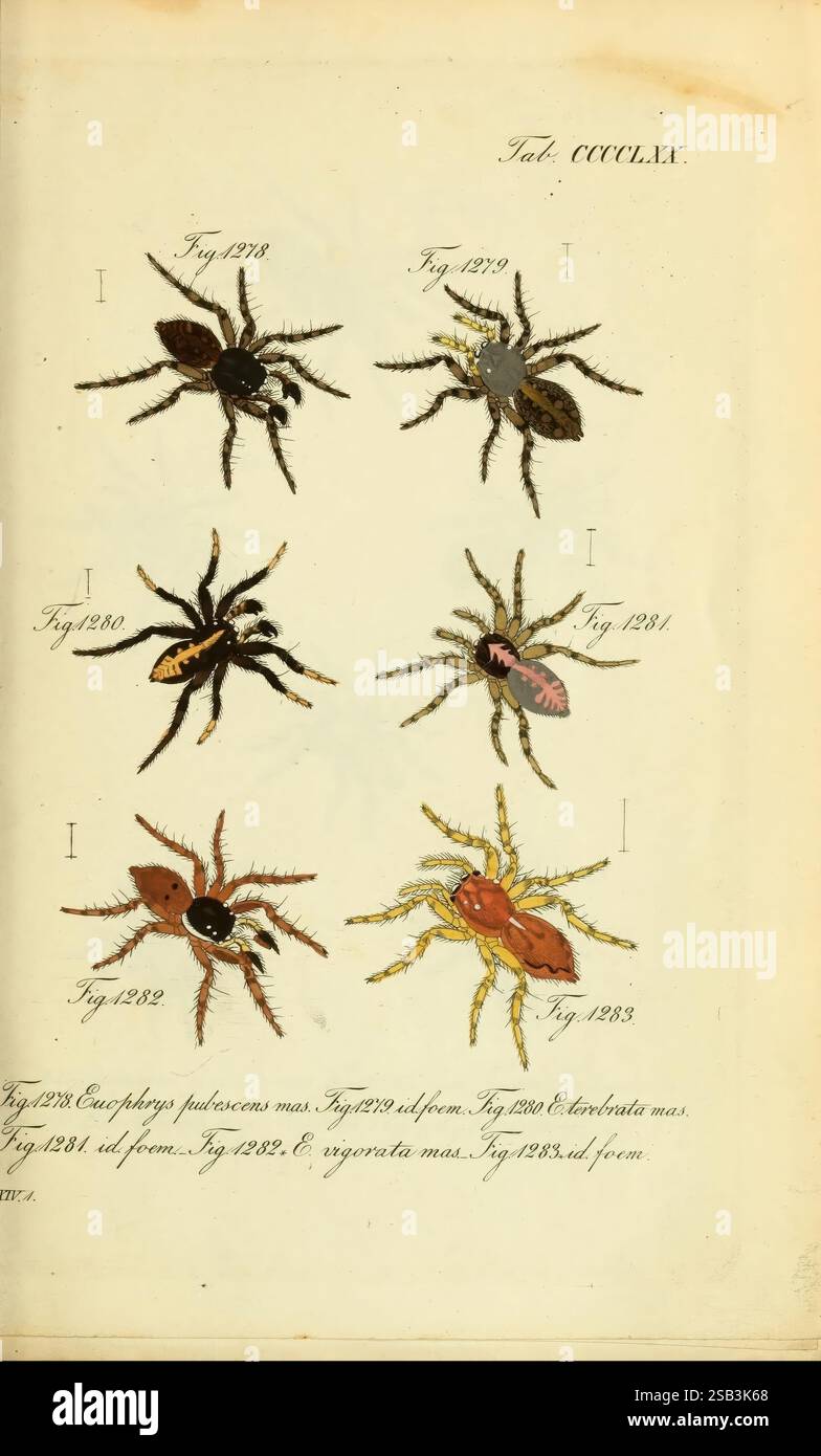 Varying leg lengths hi-res stock photography and images - Alamy