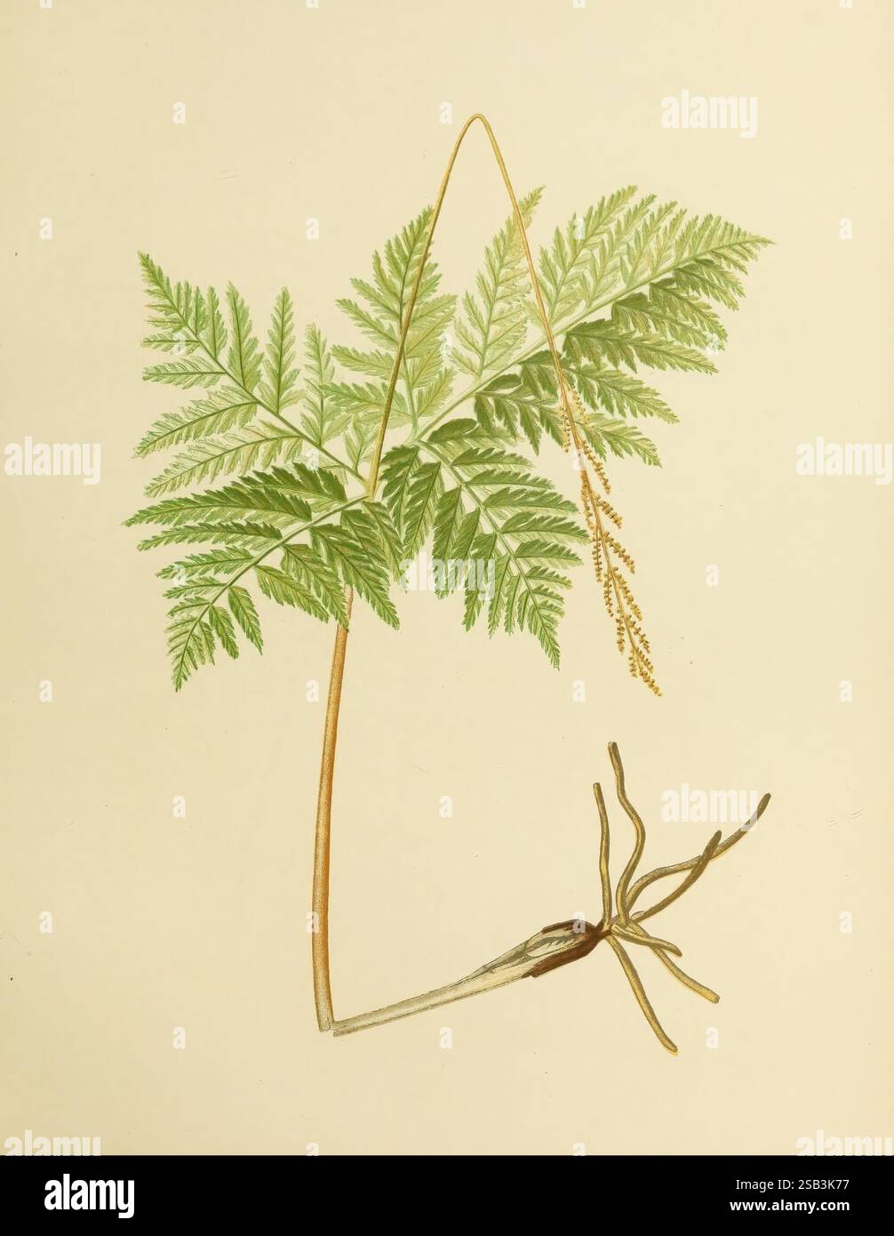 Detailed roots extend hi-res stock photography and images - Alamy