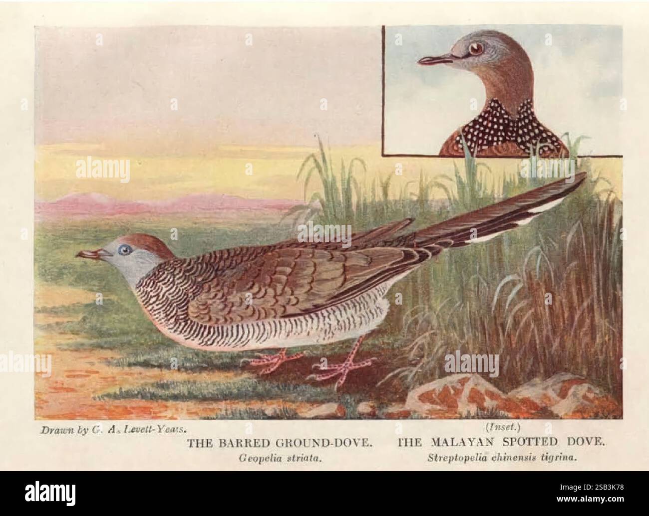 The birds of Singapore Island. Singapore, Printed at the Govt. Print ...