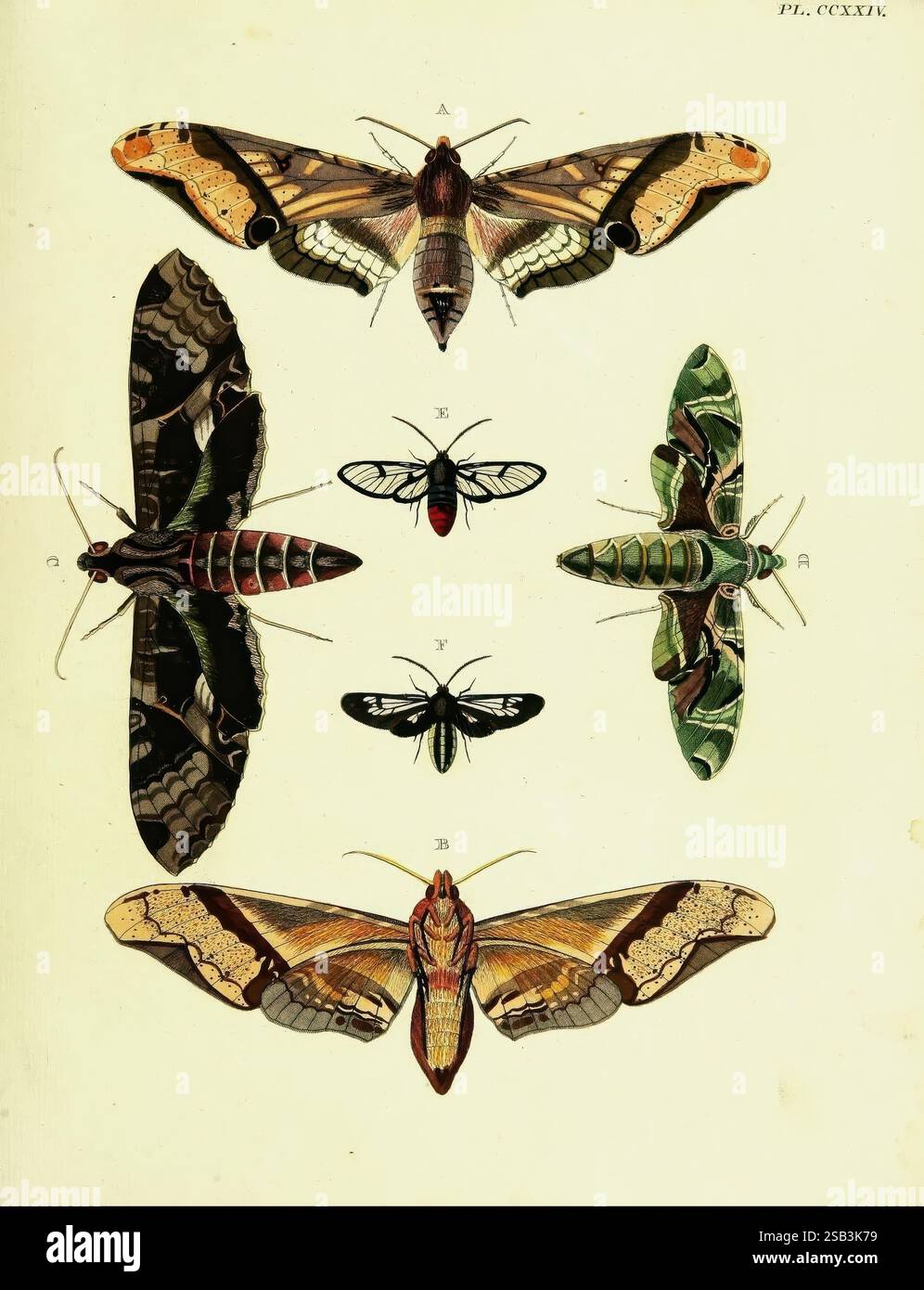 Central moth stands hi-res stock photography and images - Alamy