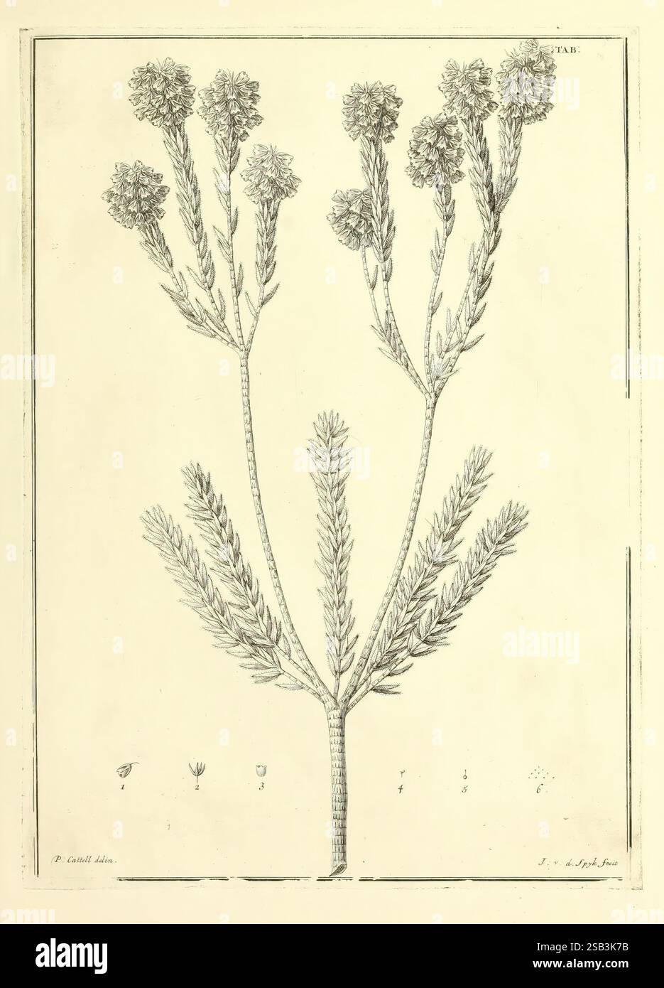 Plant exhibits finely divided hi-res stock photography and images - Alamy