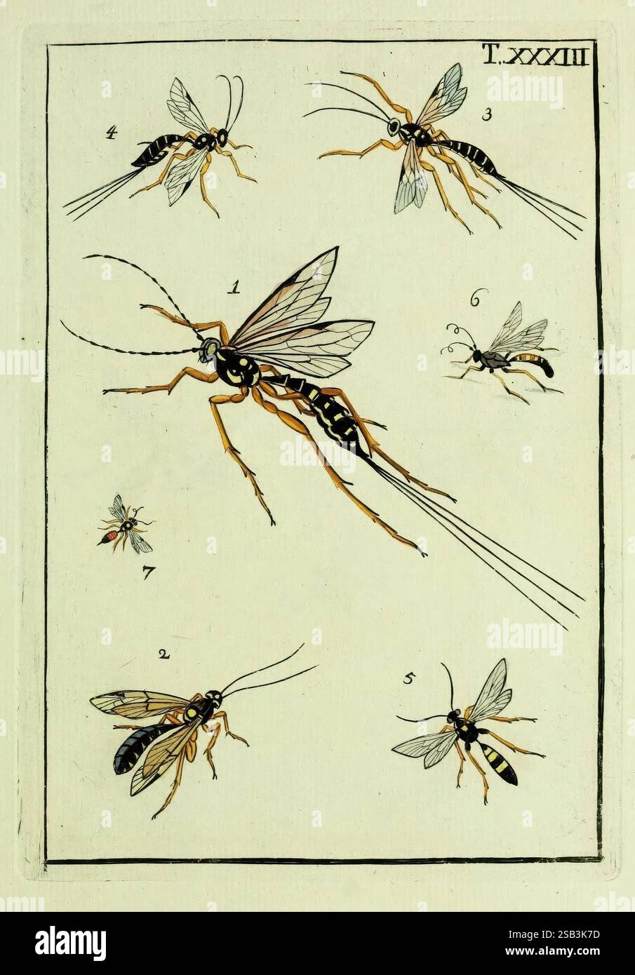 Typical wasps structure hi-res stock photography and images - Alamy