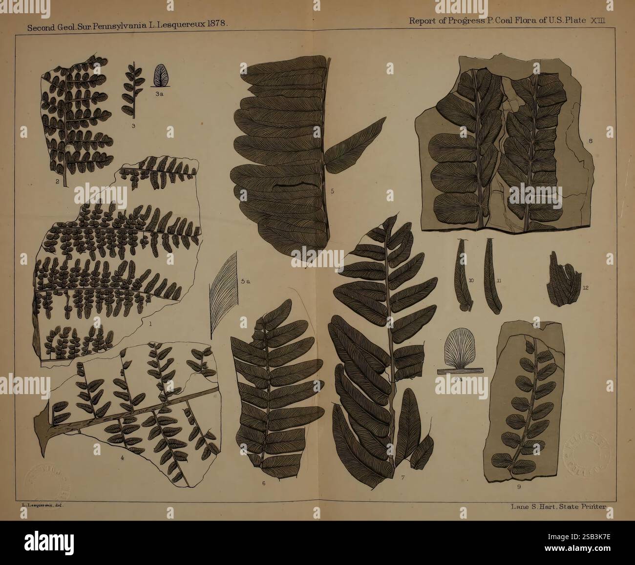 Description of the coal flora of the Carboniferous formation in ...