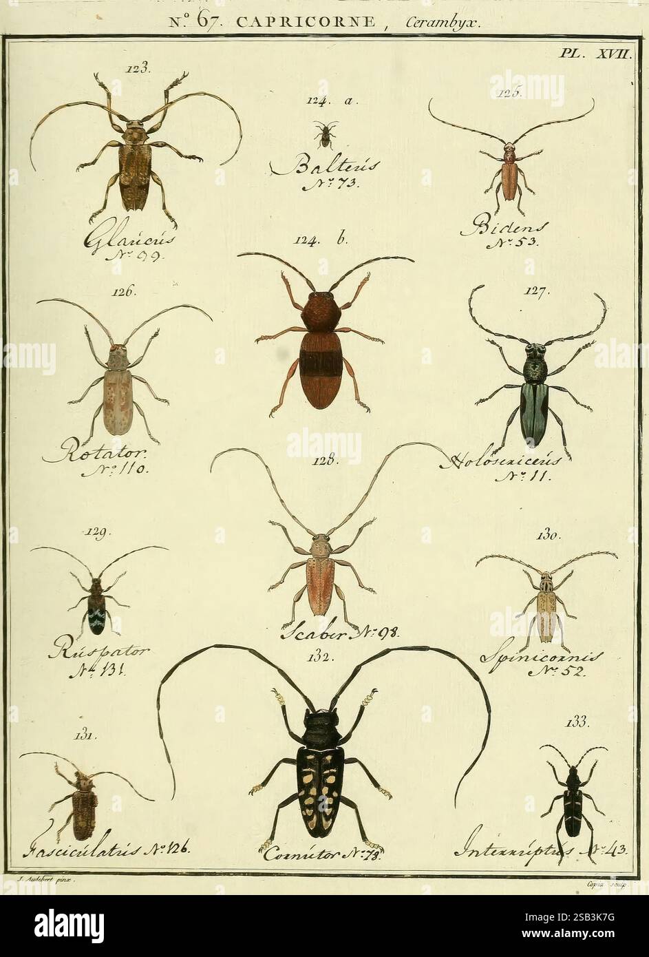 1789 1808 beetles pictorial hi-res stock photography and images - Alamy