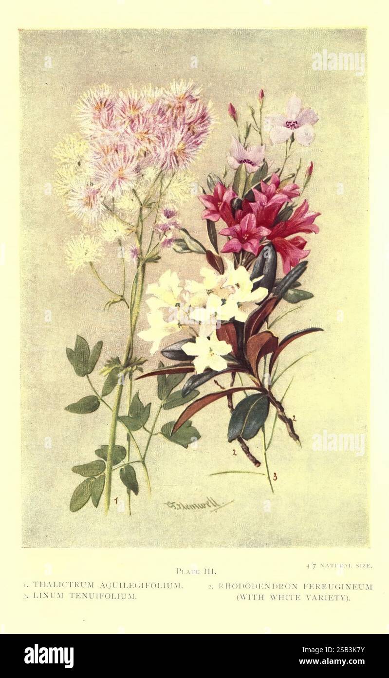 Sub-alpine plants, London, Dutton, 1912, botany, identification ...