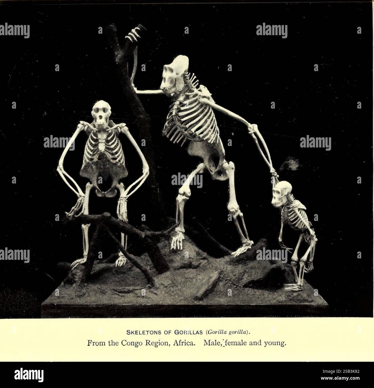 Three distinct skeletons hi-res stock photography and images - Alamy