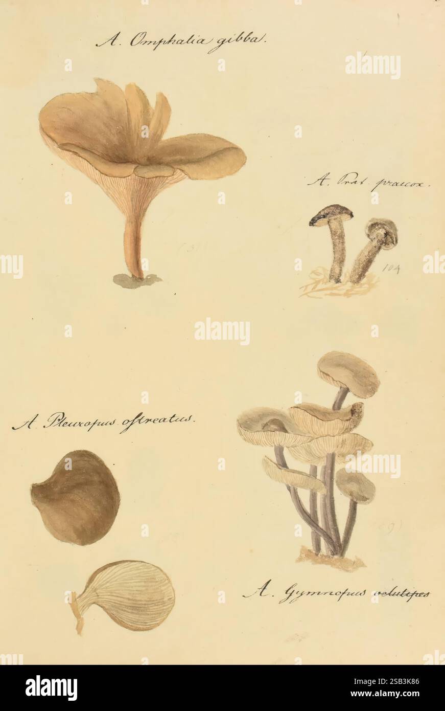 Upper section features three distinct species hi-res stock photography and images - Alamy