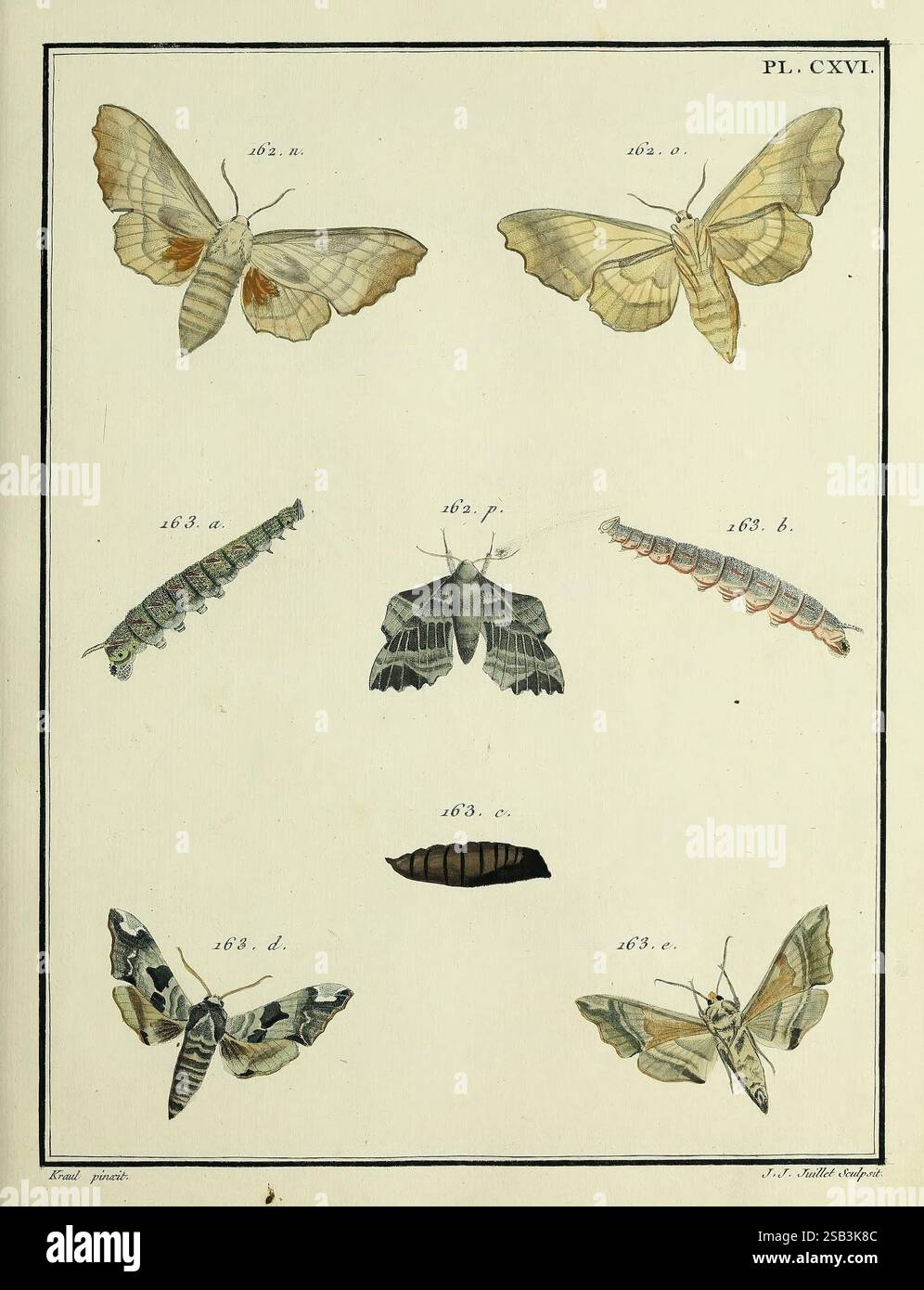 Corresponding caterpillar stages hi-res stock photography and images ...