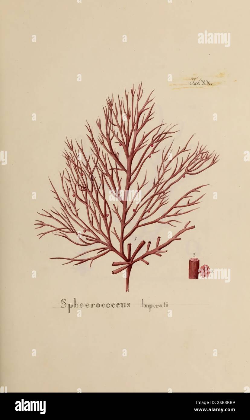 Branching red seaweed hi-res stock photography and images - Alamy