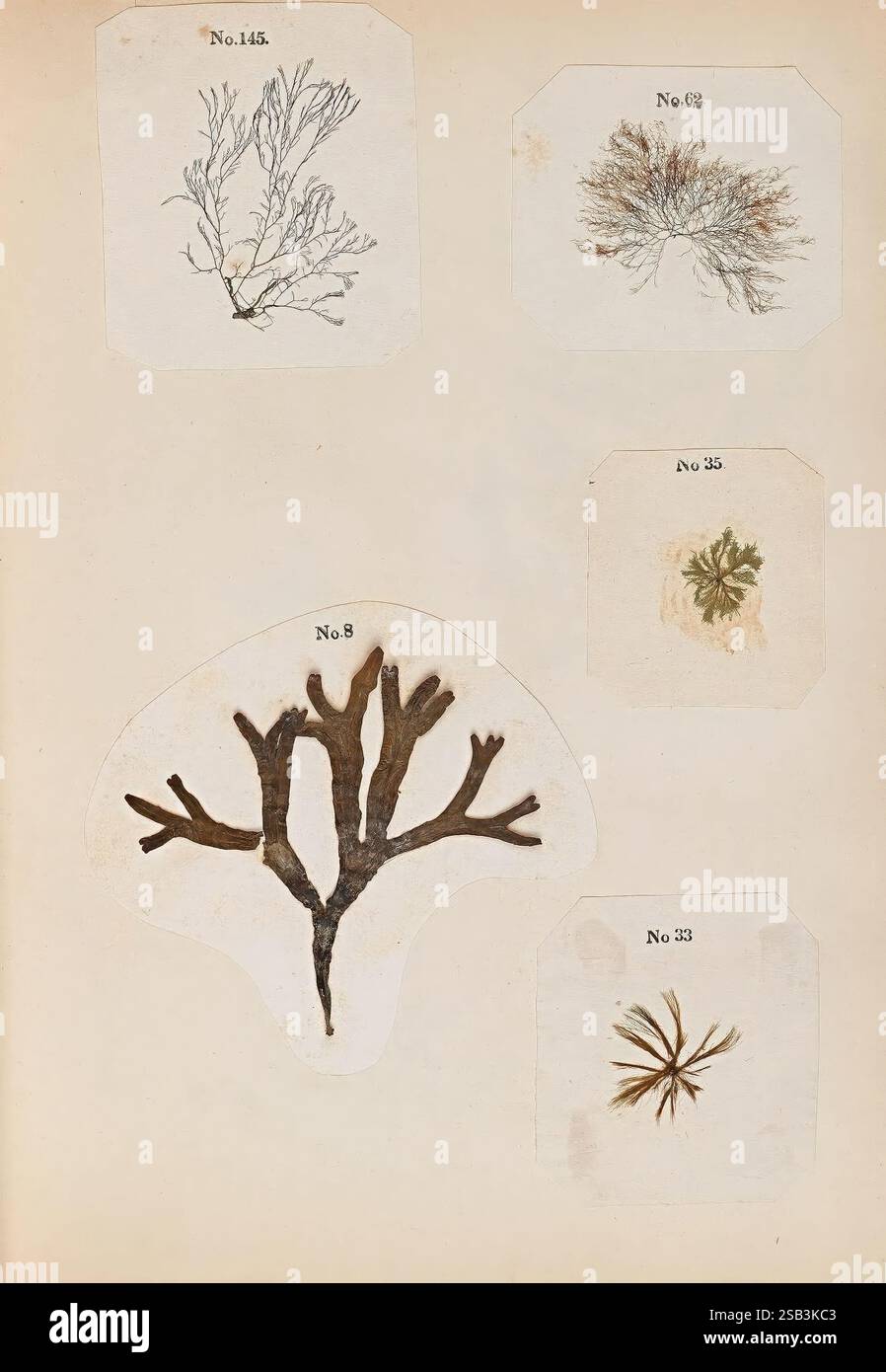 Five different seaweed specimens hi-res stock photography and images ...