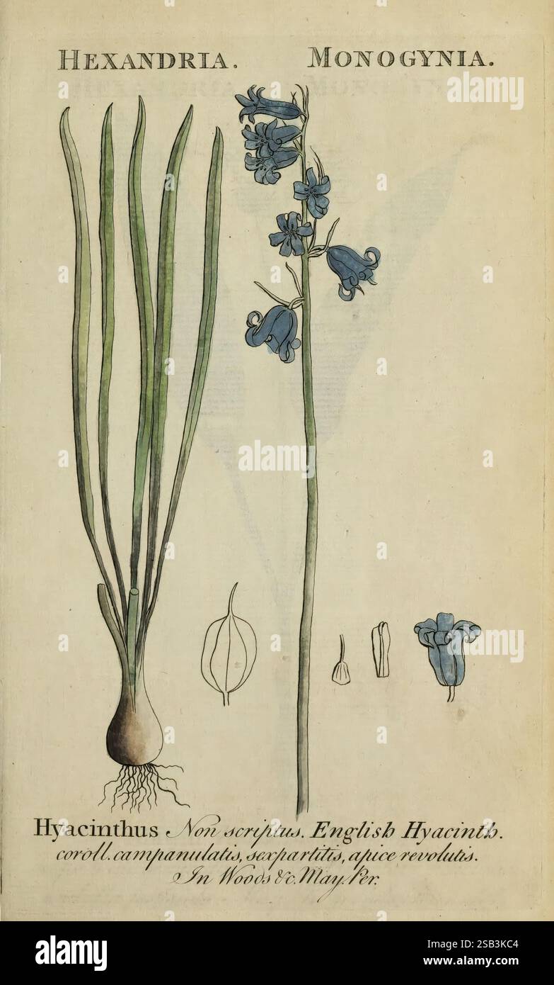 Distinct bell shaped structure hi-res stock photography and images - Alamy