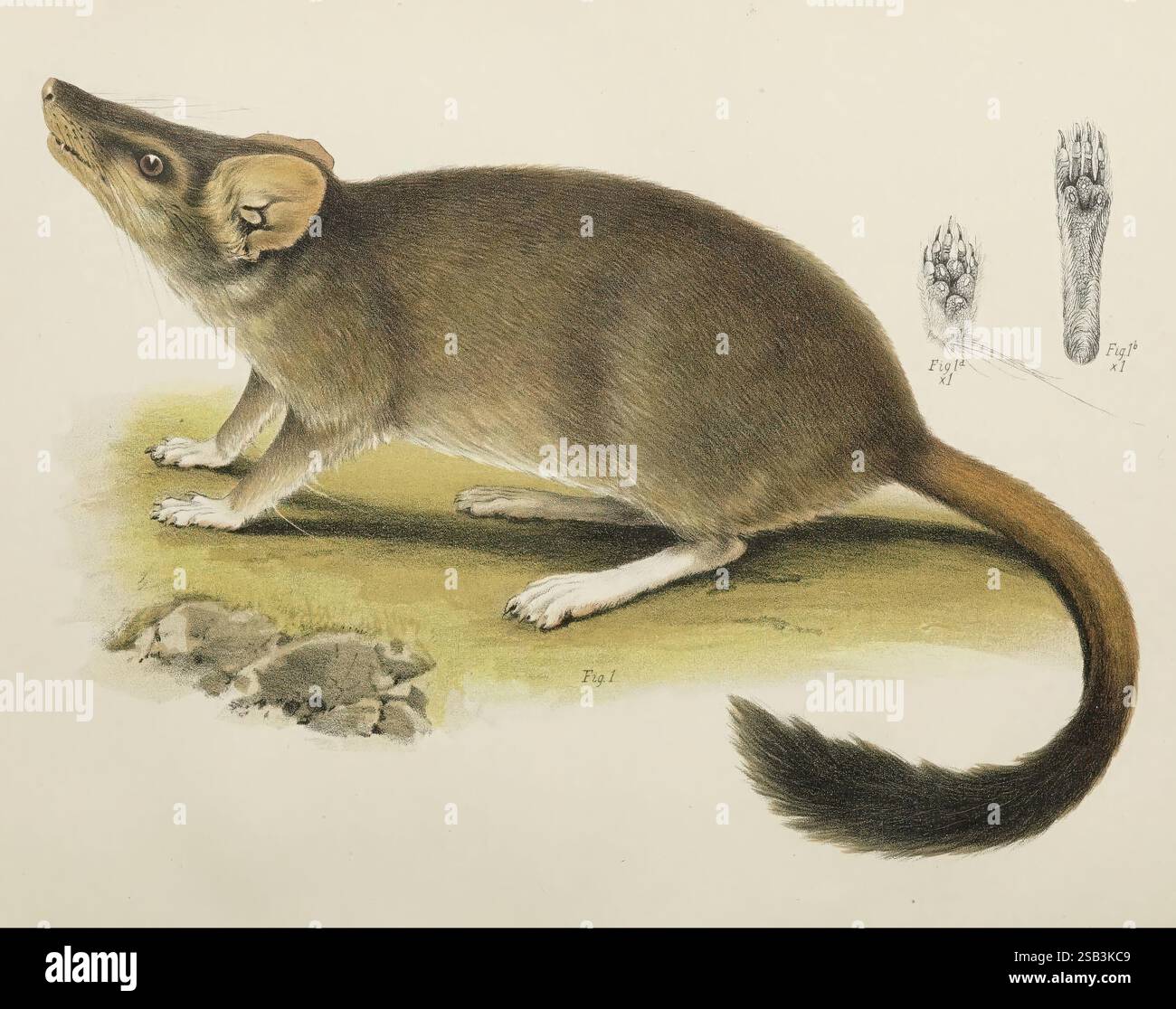 Paw slightly raised hi-res stock photography and images - Alamy