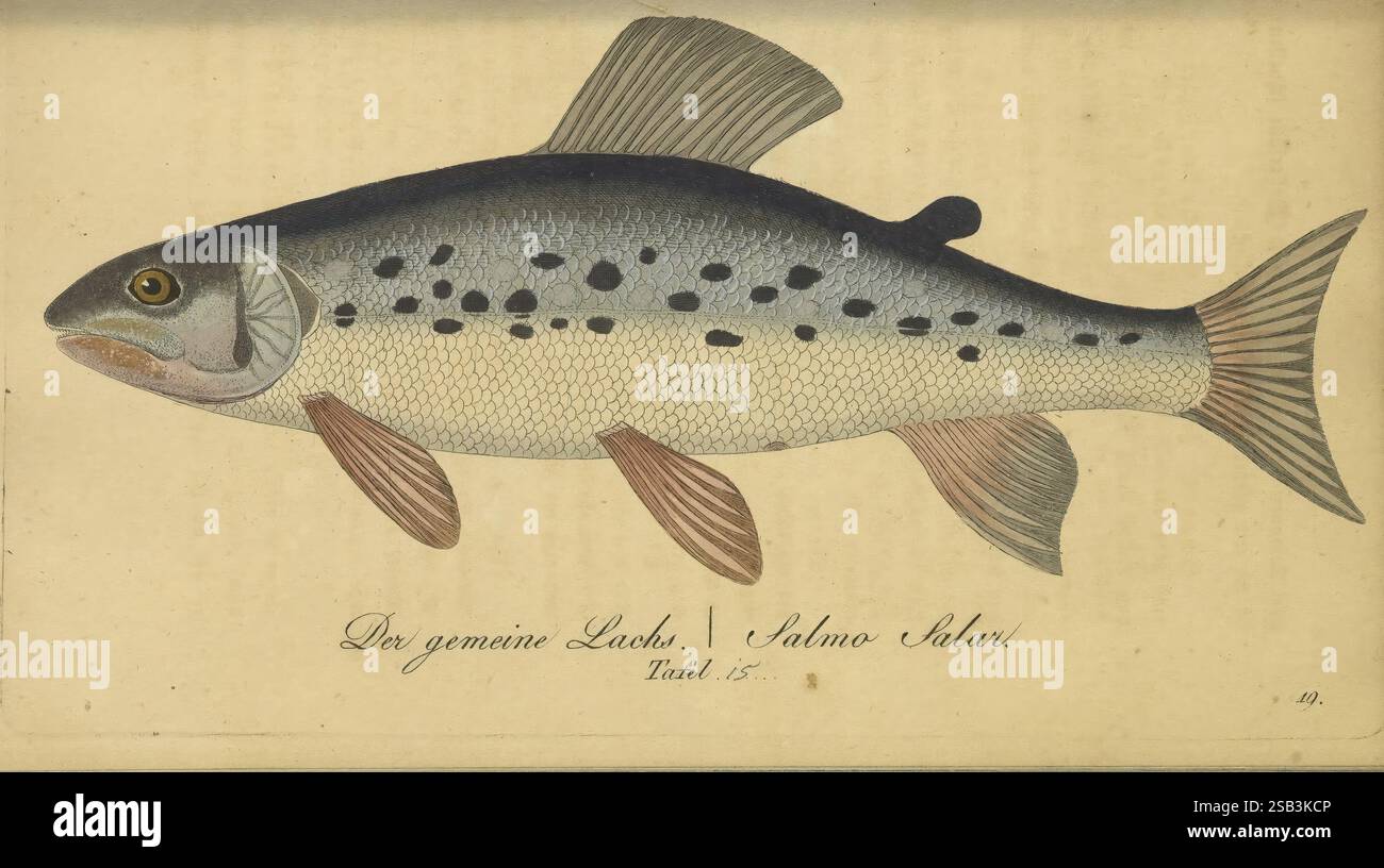 Fauna Boica Oder Gemeinnützige Naturgeschichte Der Thiere Bayerns ...