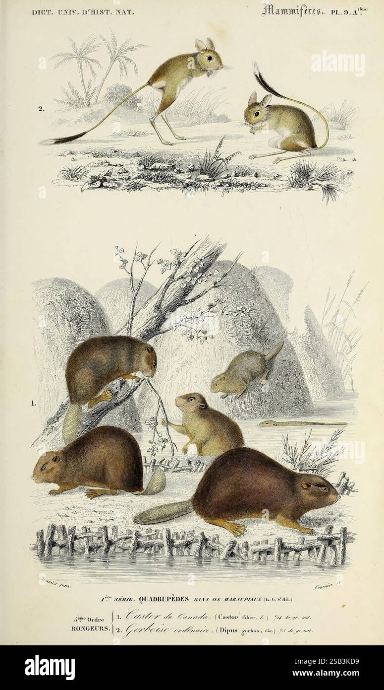 Four rodents engaged hi-res stock photography and images - Alamy