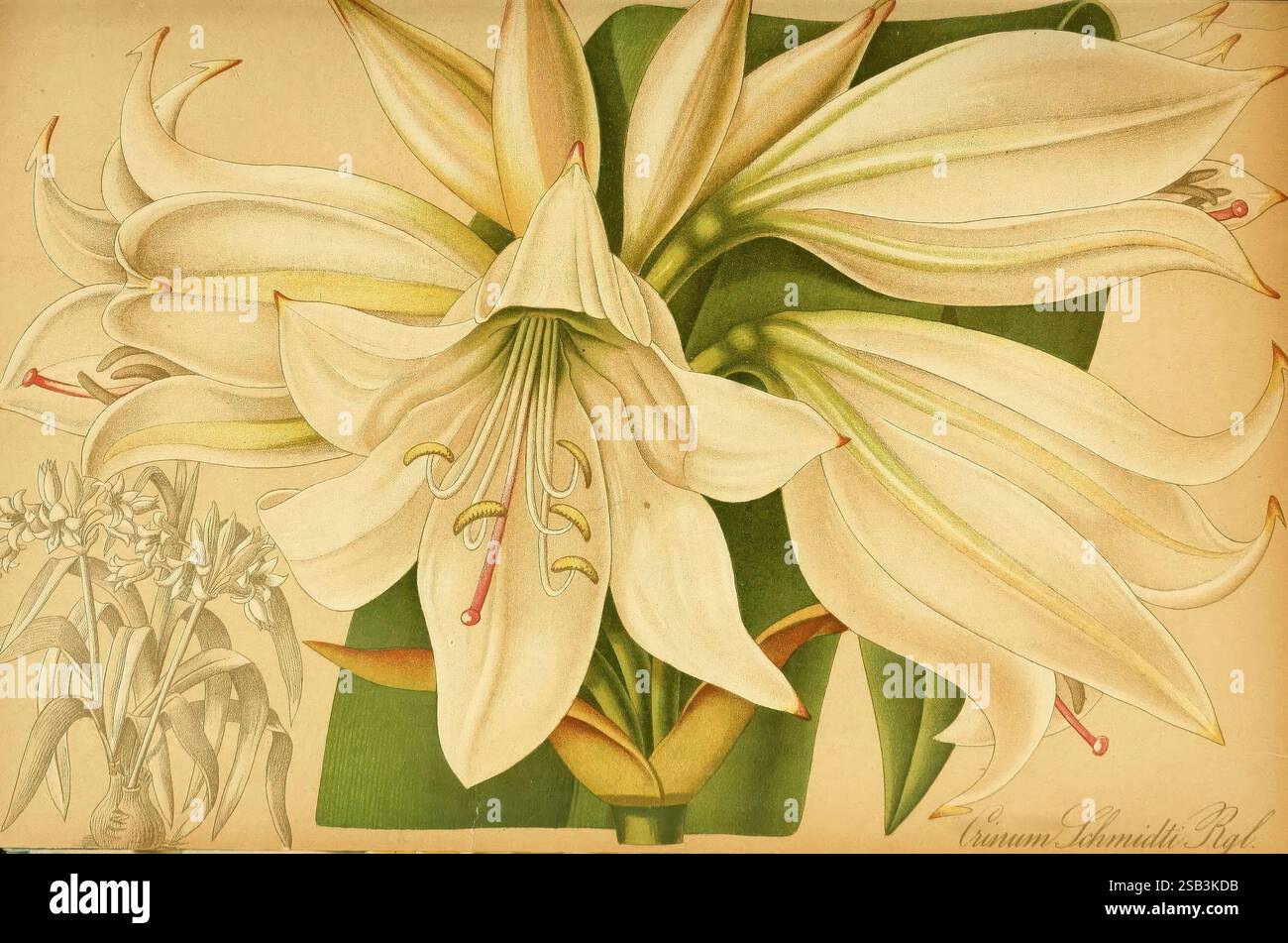 Arrangement exude hi-res stock photography and images - Alamy