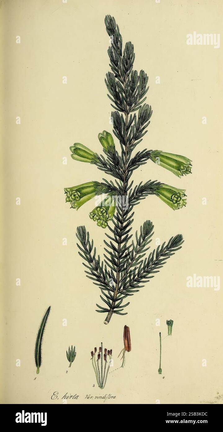 The Heathery, or A Monograph of the Genus Erica, London, Henry G. Bohn ...