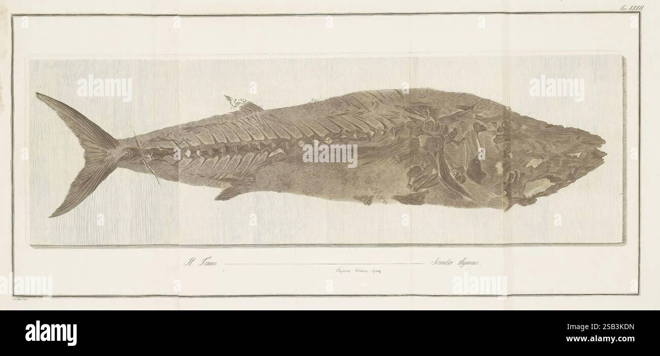 Structure of a fish scale hi-res stock photography and images - Alamy