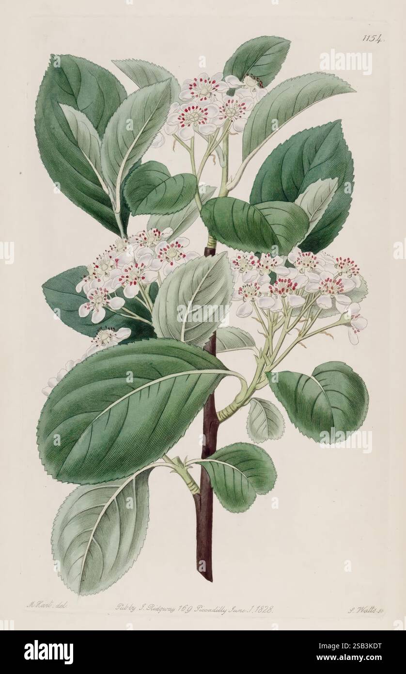 The Botanical Register, London, Printed for James Ridgway, 1815-1828 ...