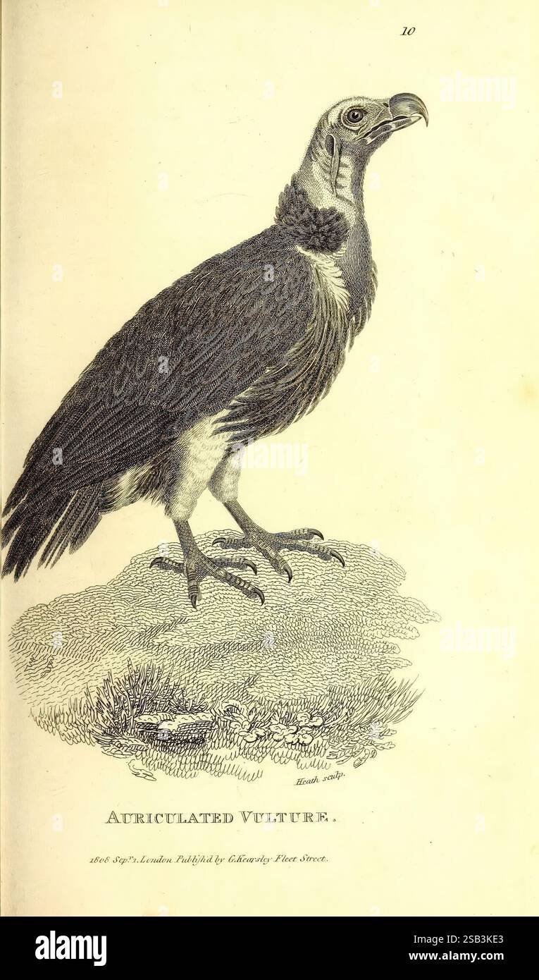 Articulated vulture hi-res stock photography and images - Alamy