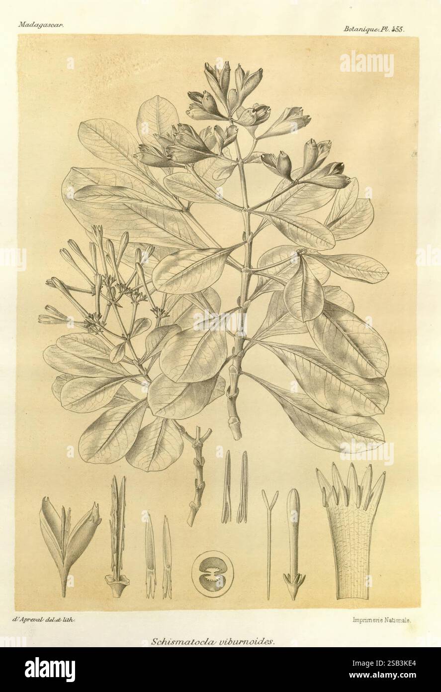 Unique tubular shapes characteristic hi-res stock photography and ...