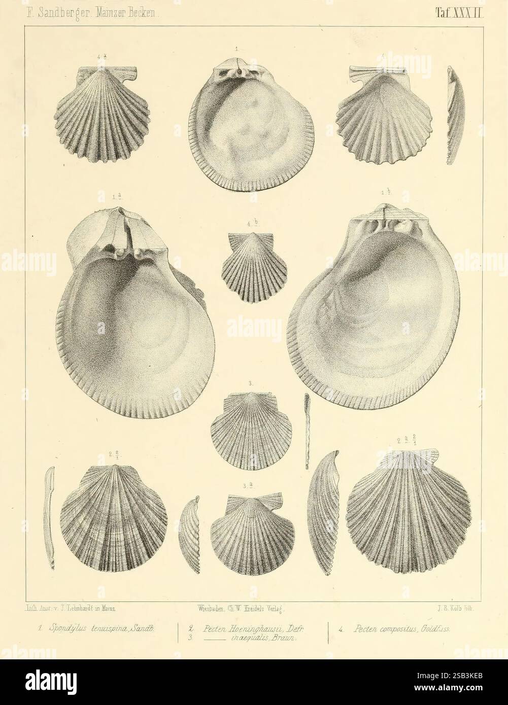 Die conchylien des Mainzer Tertiärbeckens, Wiesbaden, Kriedel und ...