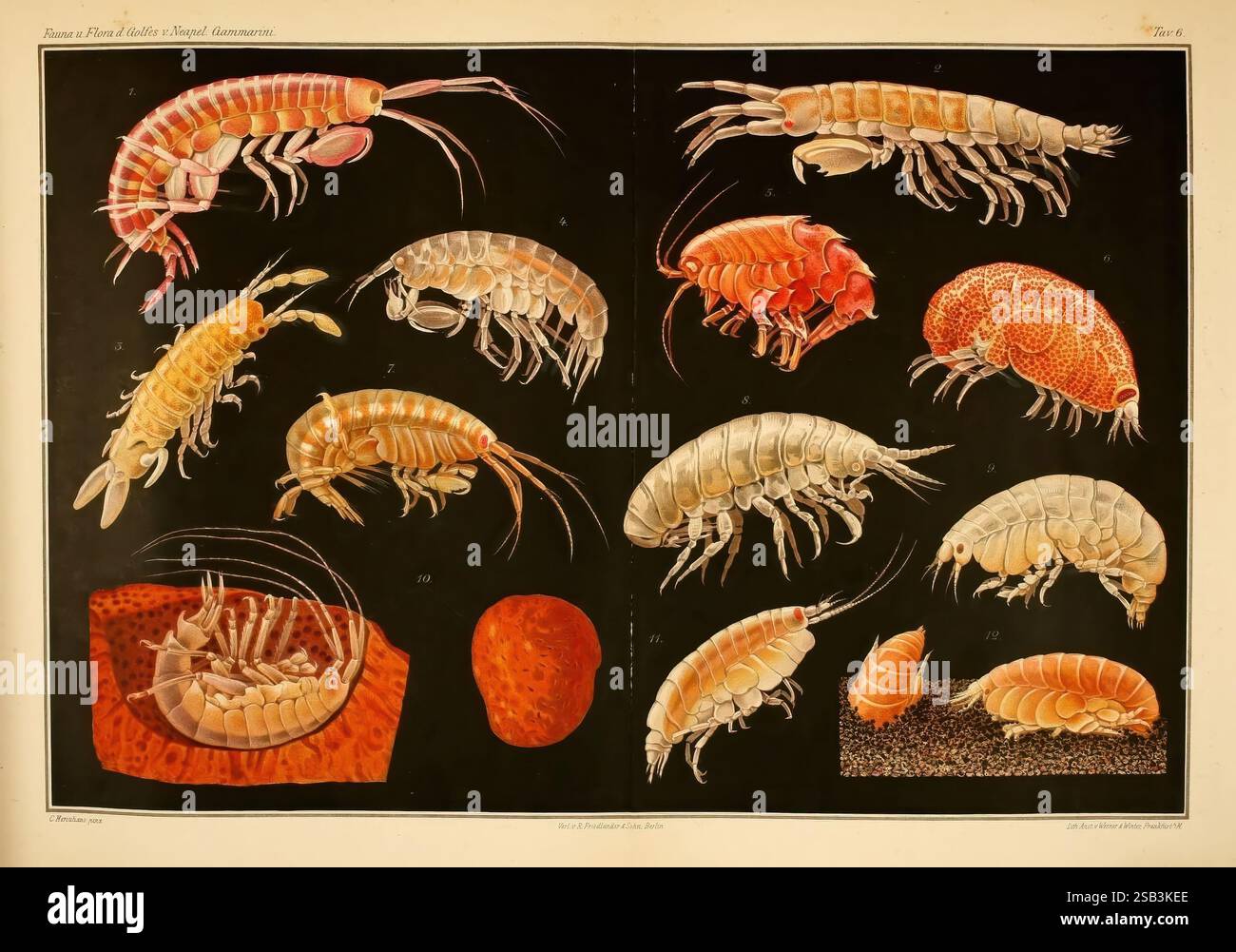 Gammarini del golfo di Napoli, Berlin, R. Friedländer & Sohn, 1893 ...