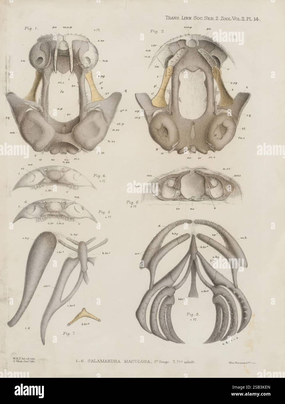 Transactions of the Linnean Society of London, London, The Society ...